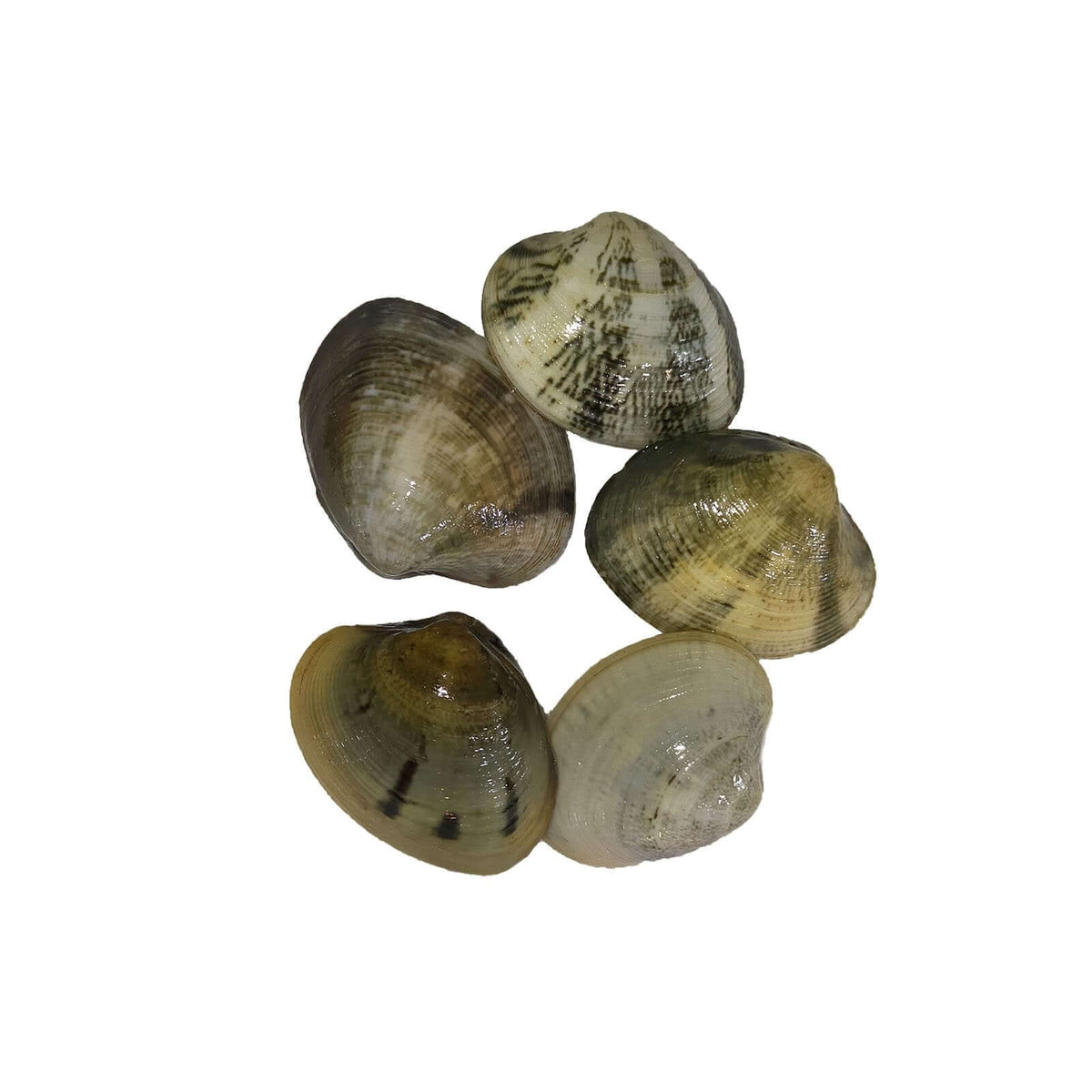 Halaan Small/Medium kg - #1 Palengke Delivery Online | Safe Select PH