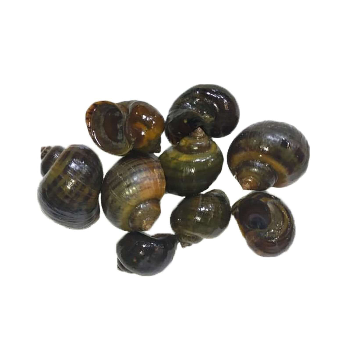 Kuhol (kg) - #1 Palengke Delivery Online | Safe Select PH