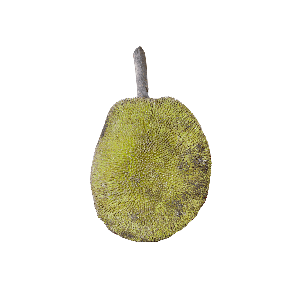 Marang (pc) - #1 Palengke Delivery Online | Safe Select PH