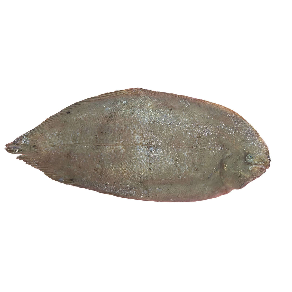Sole Fish (500g) - #1 Palengke Delivery Online | Safe Select PH