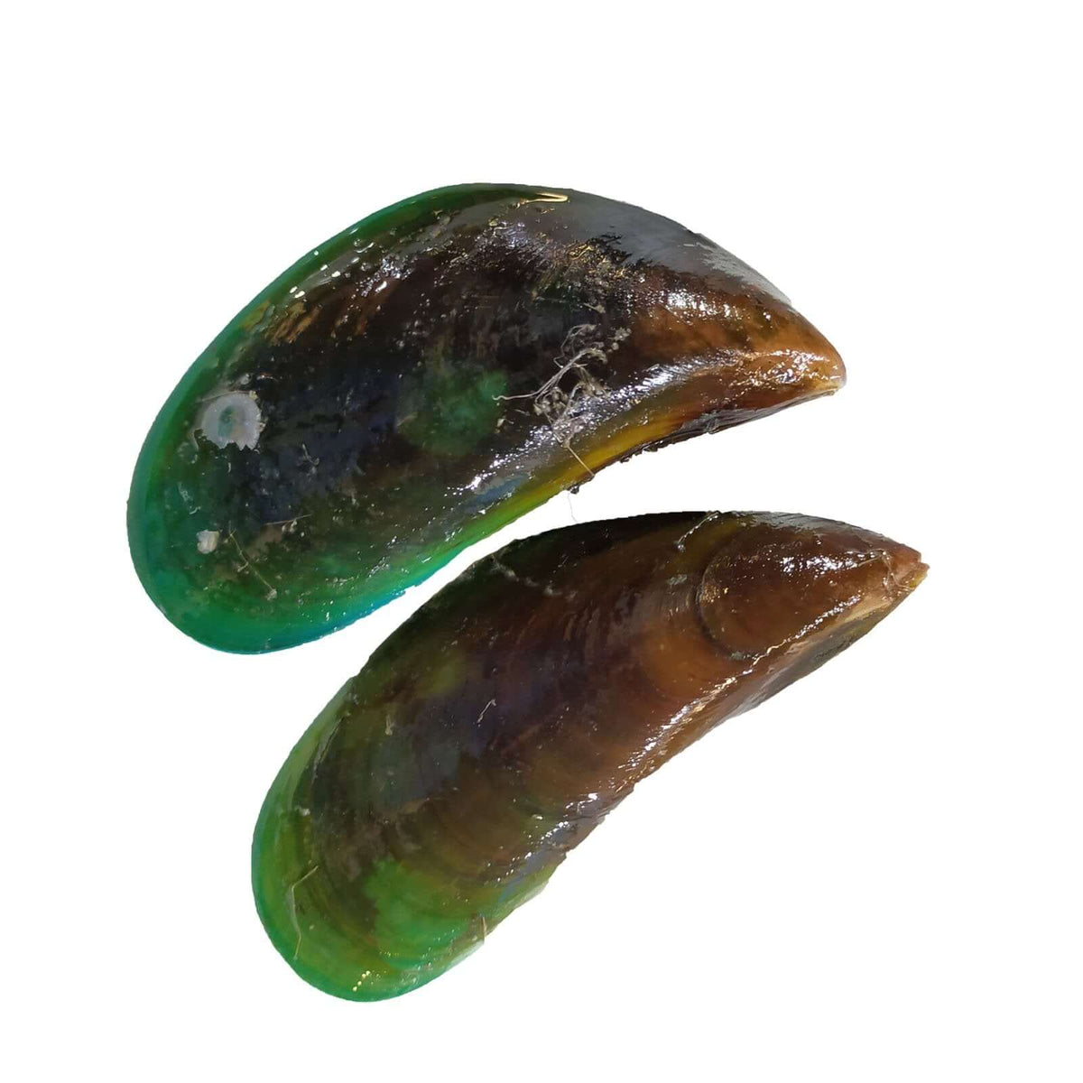 Tahong Large (kg) - #1 Palengke Delivery Online | Safe Select PH