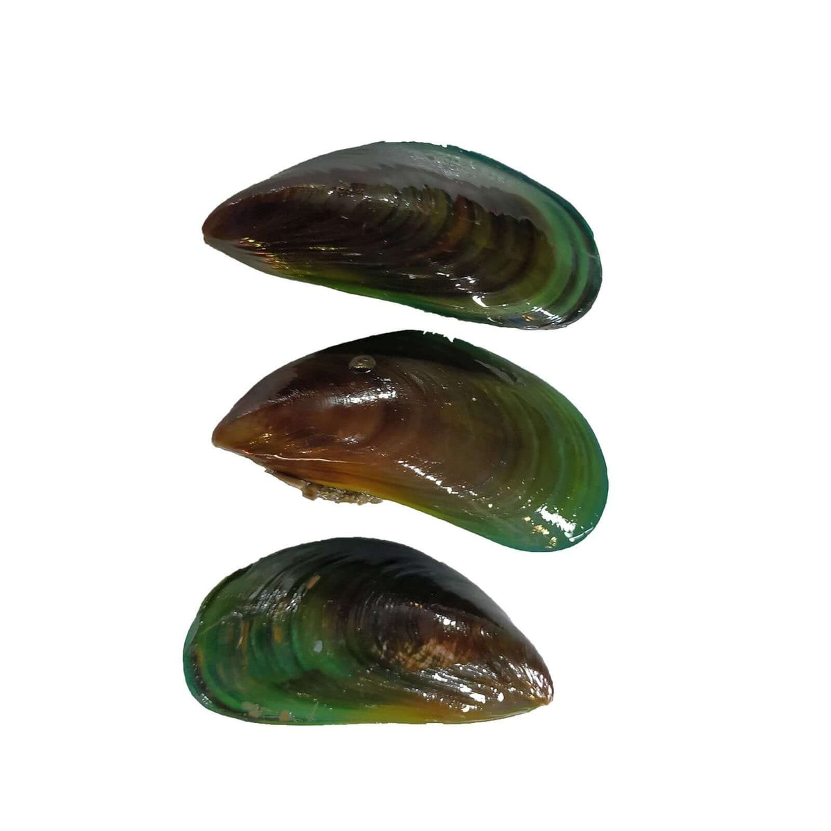 Tahong Small (kg) - #1 Palengke Delivery Online | Safe Select PH