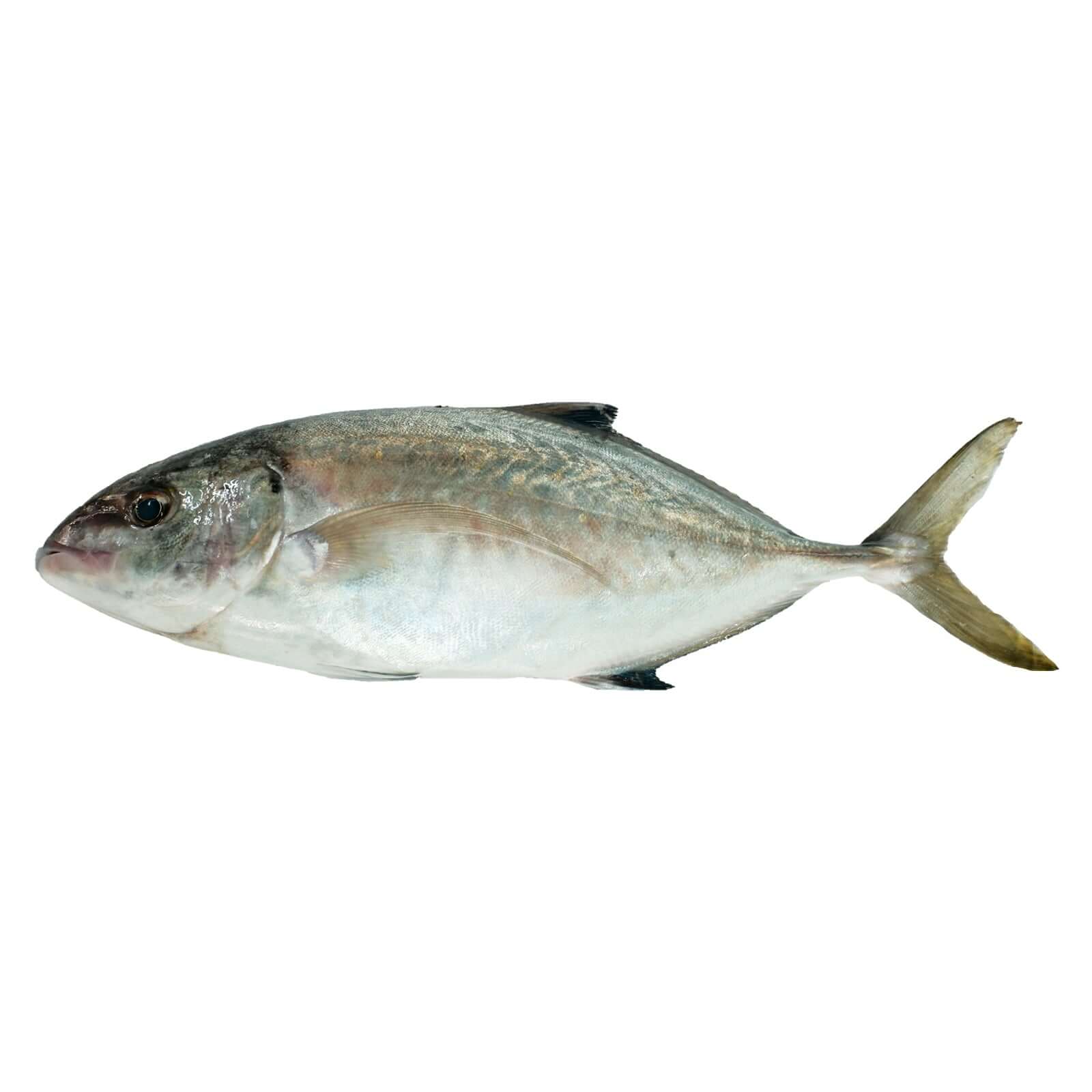 Talakitok Fish In English 20+ Smooth Tailed Trevally Stock Photos,