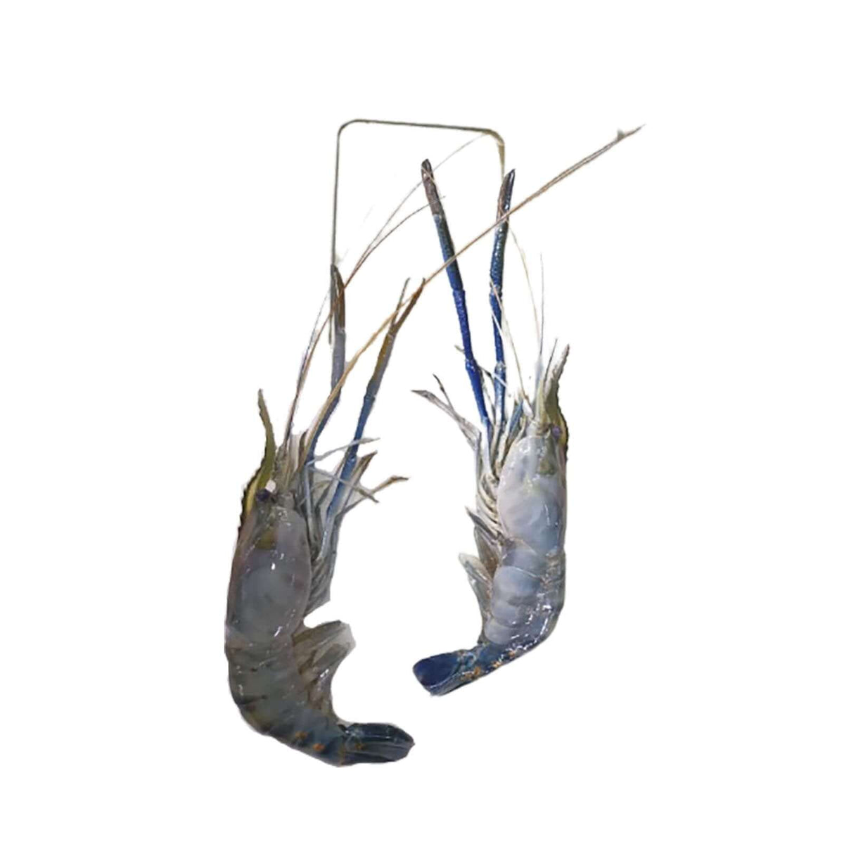 Ulang / River Prawns kg - #1 Palengke Delivery Online | Safe Select PH