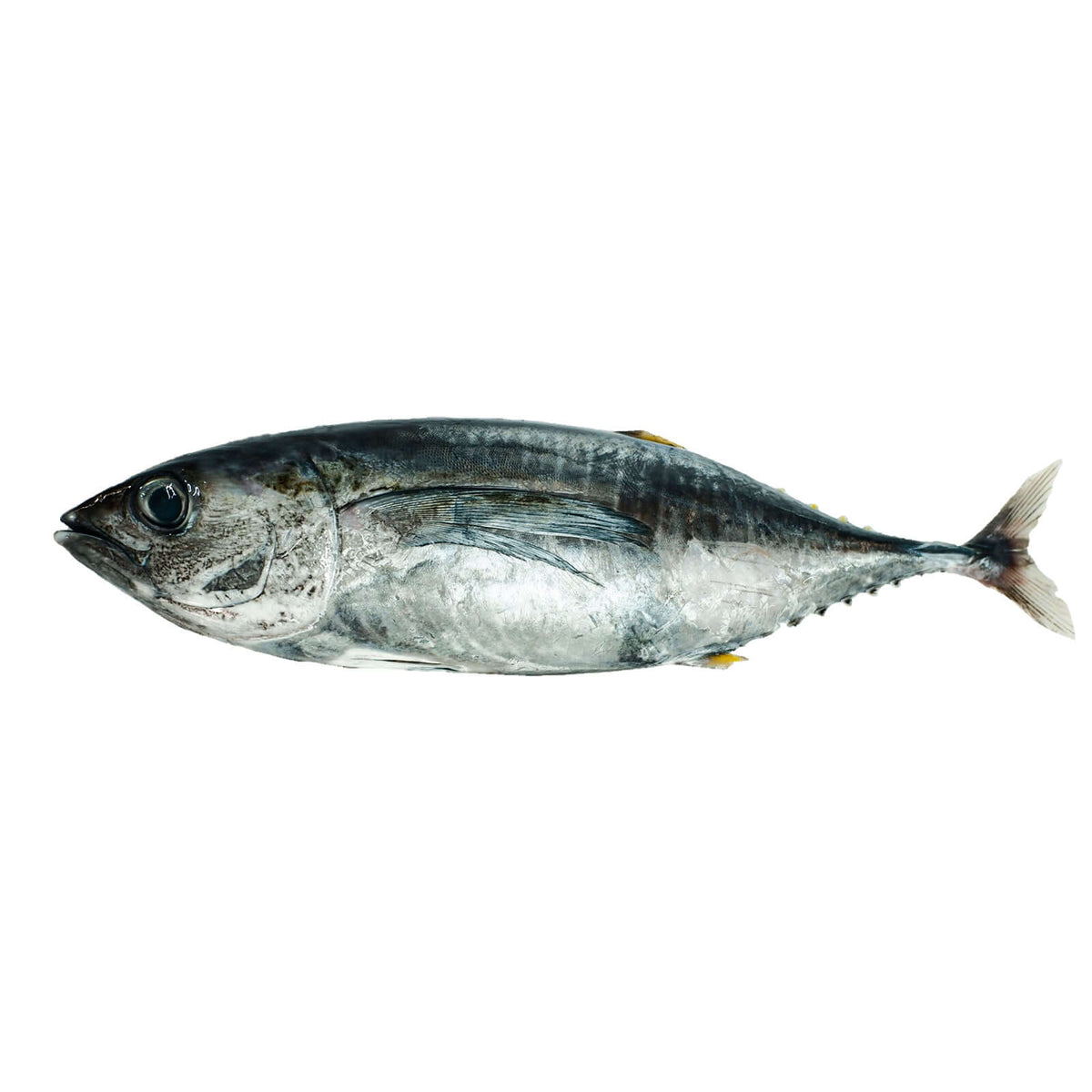 Yellow Fin (kg) - #1 Palengke Delivery Online | Safe Select PH